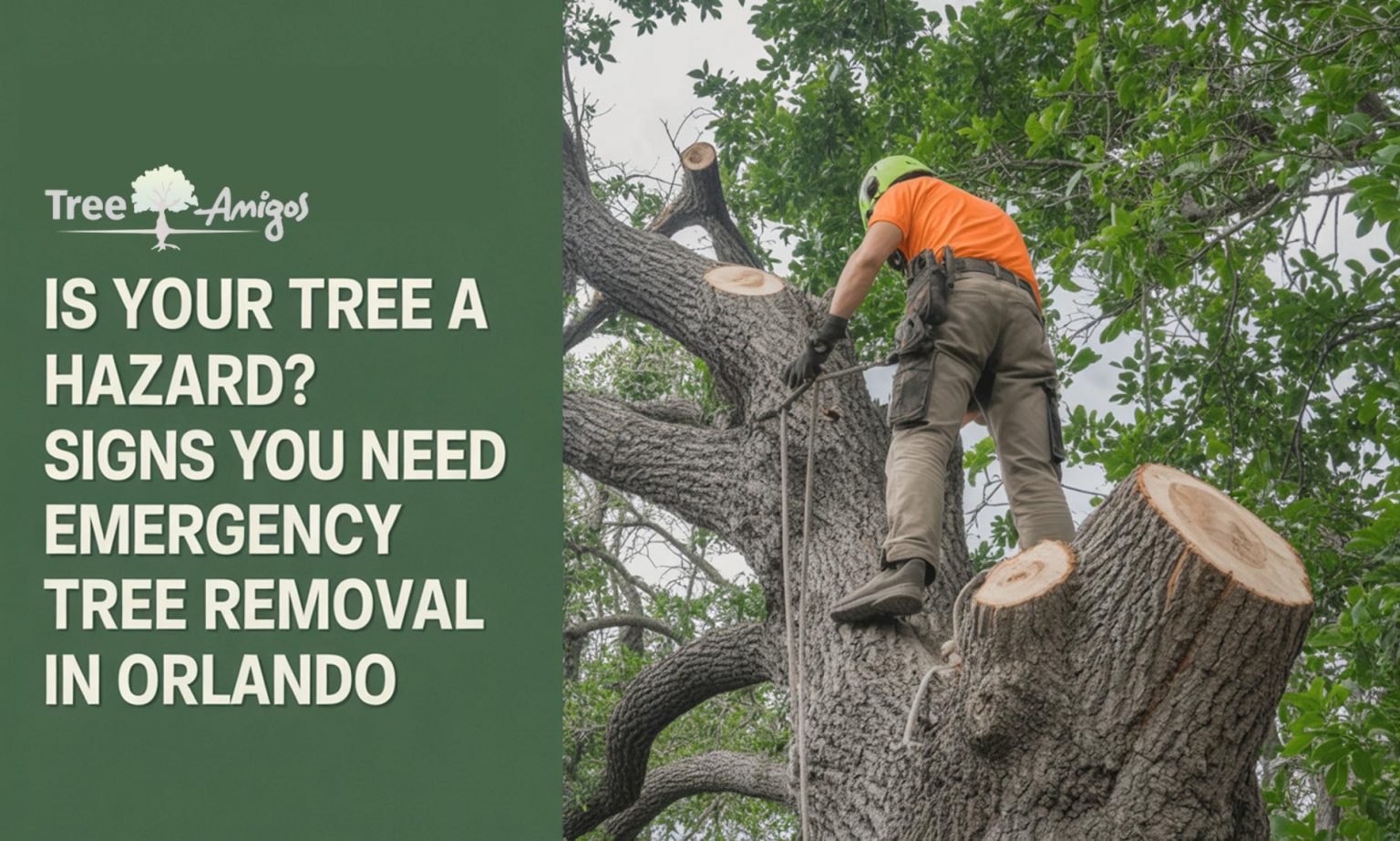 Emergency Tree Removal Orlando: Is Your Tree a Hazard? | Tree Amigos