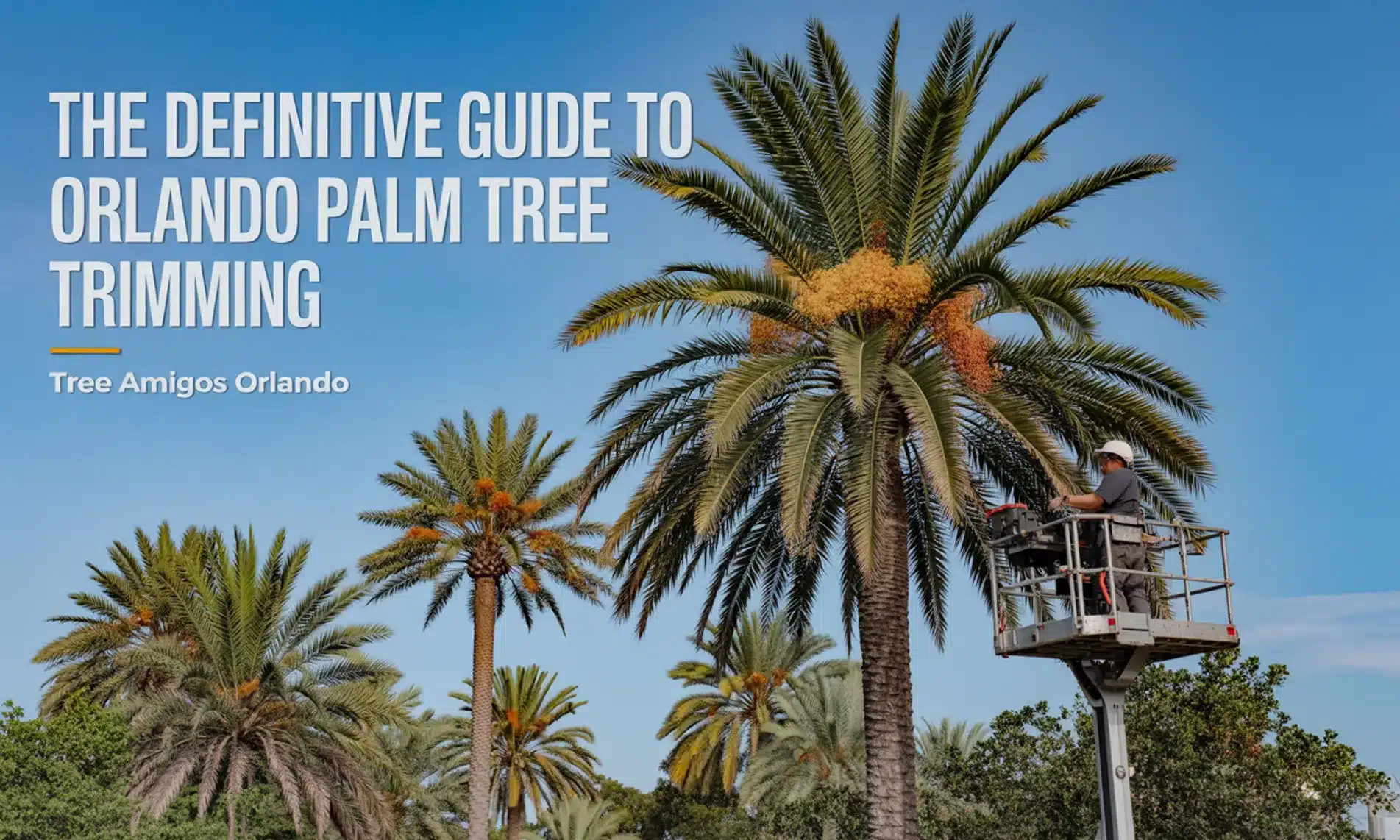 The Definitive Guide to Orlando Palm Tree Trimming: Costs, Timing, & Safety